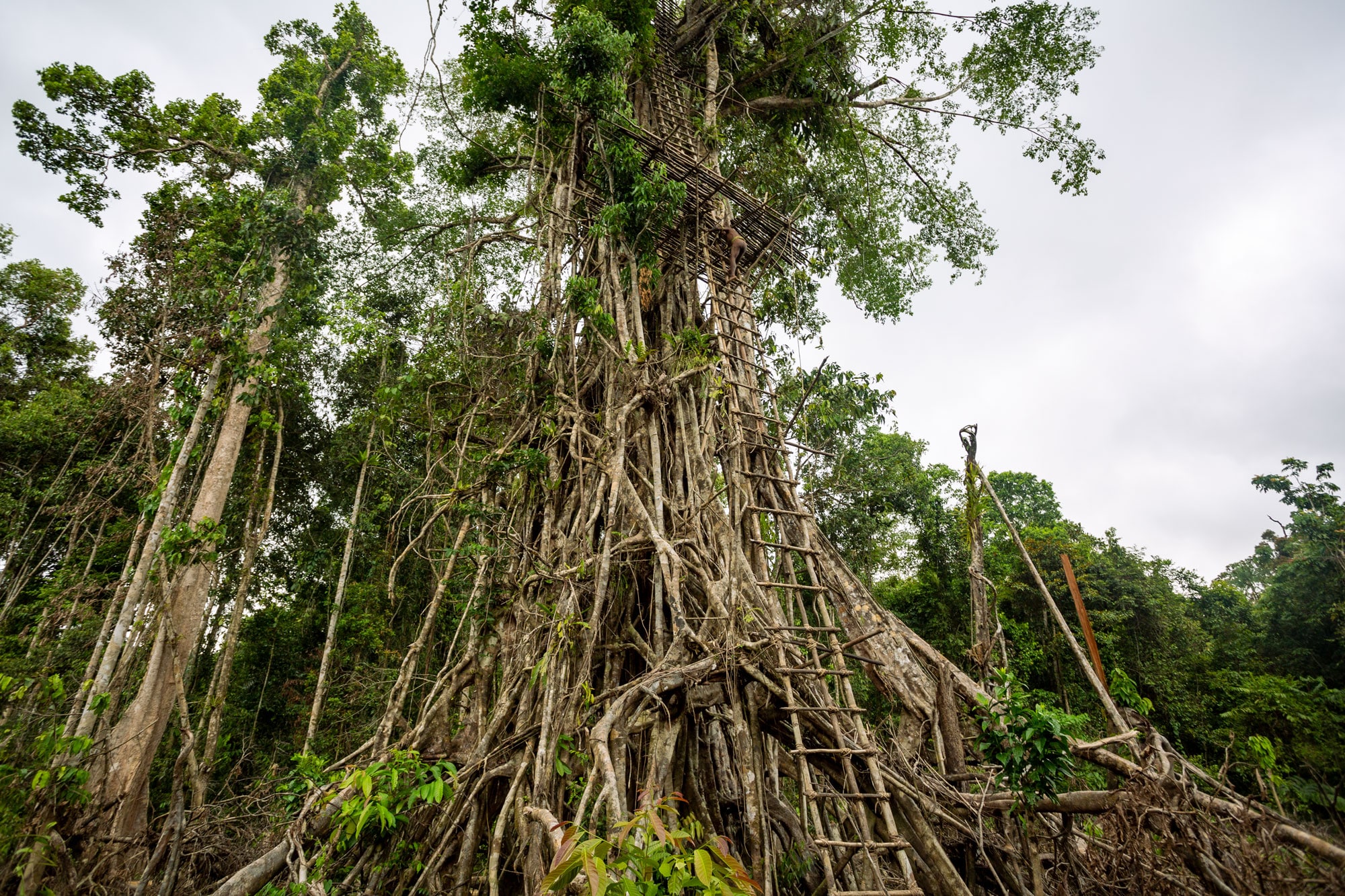 The Korowai tribe of Papua